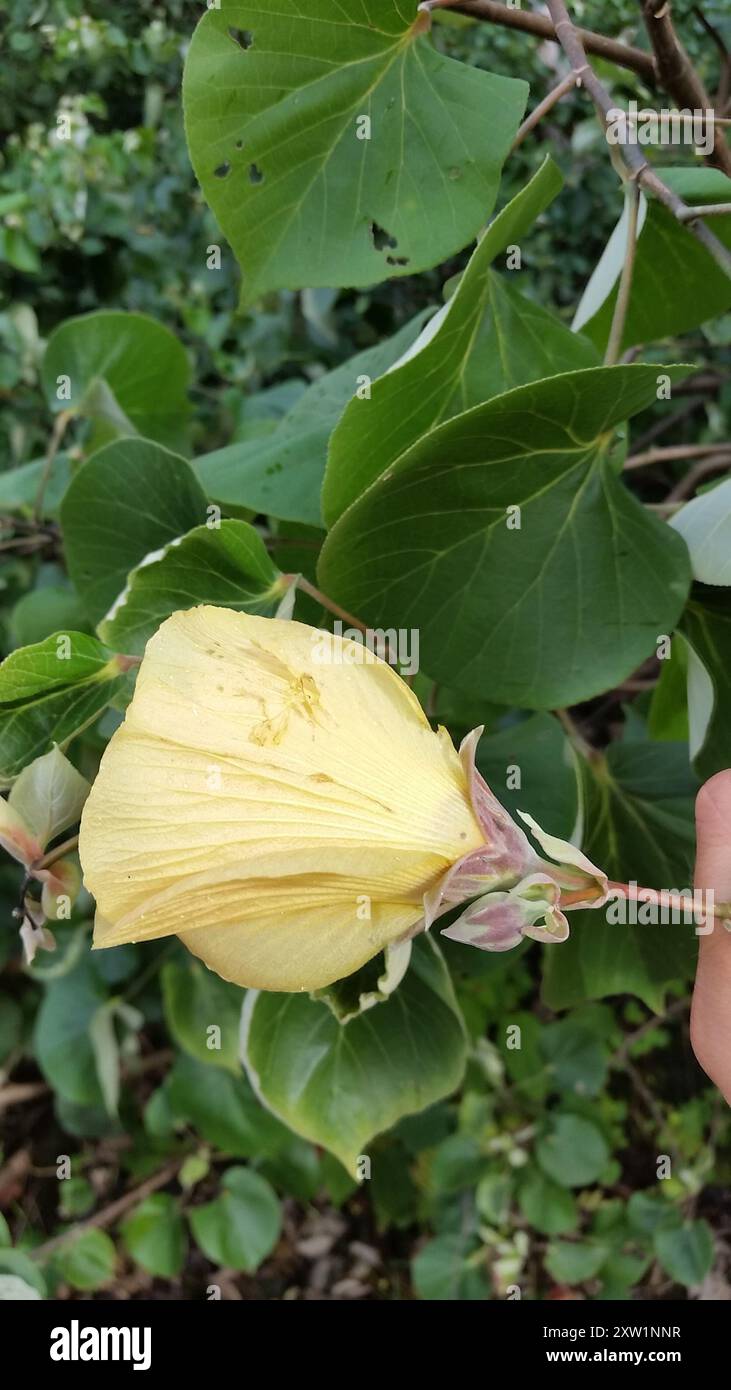 sea hibiscus (Hibiscus tiliaceus) Plantae Stock Photo - Alamy