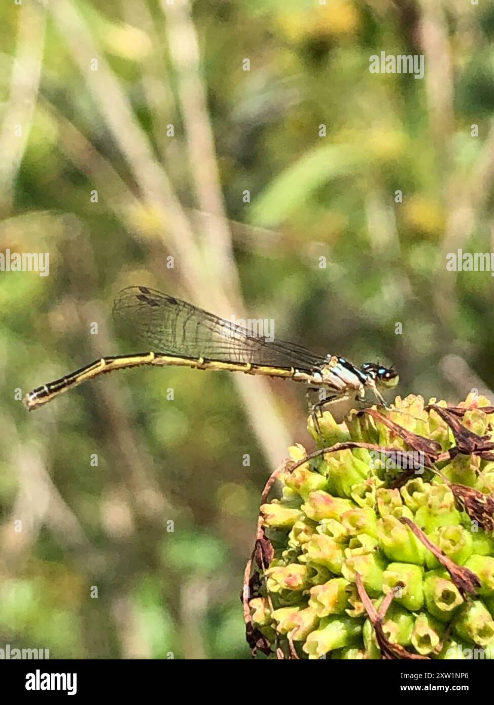 Fragile Forktail (Ischnura posita) Insecta Stock Photo - Alamy