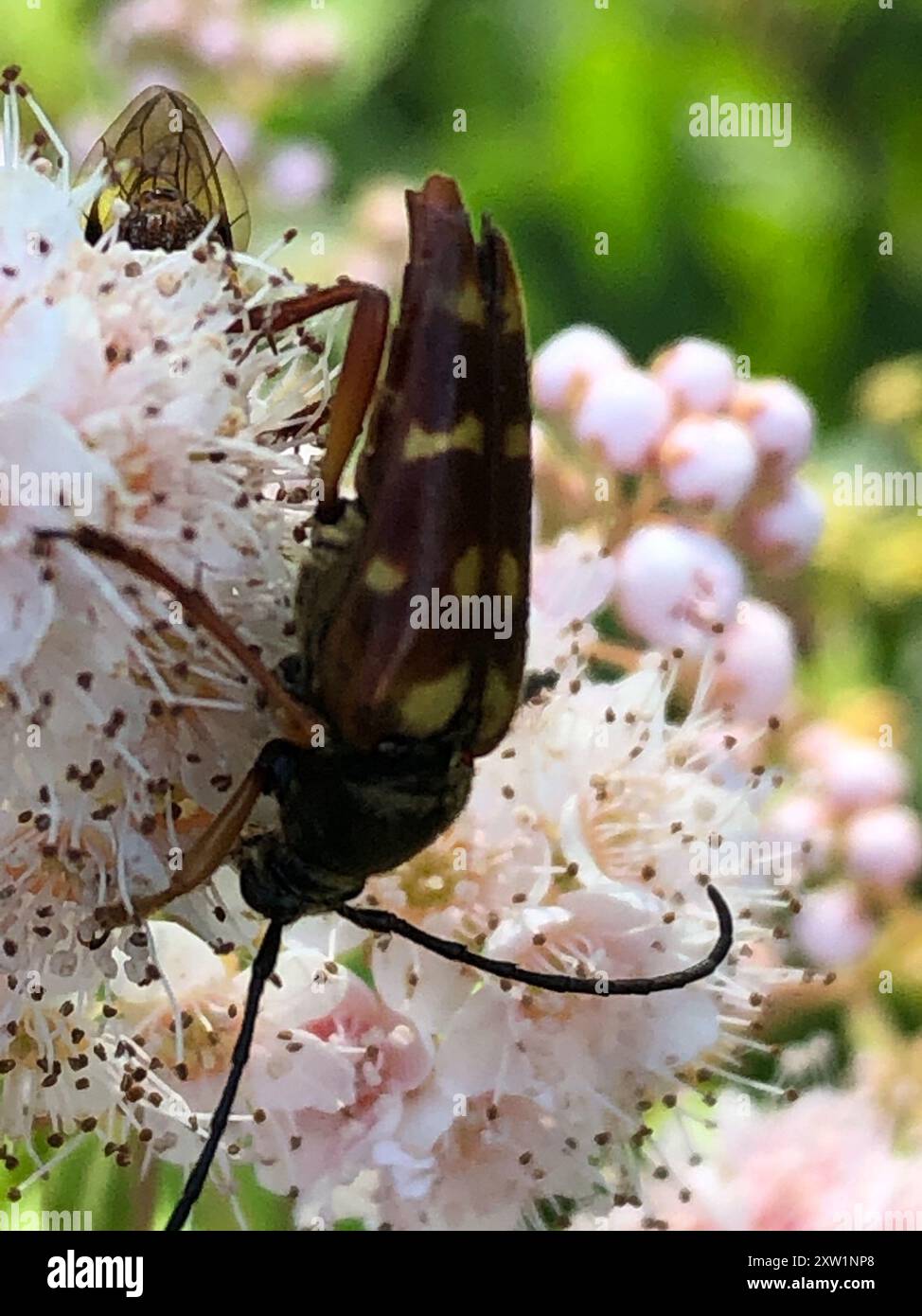 Banded Longhorn Beetle (Typocerus velutinus) Insecta Stock Photo - Alamy