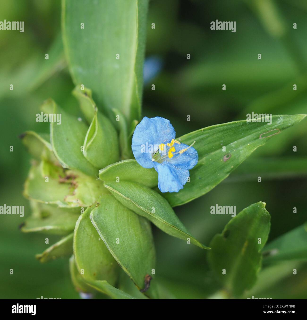 Virginia Dayflower (Commelina virginica) Plantae Stock Photo - Alamy