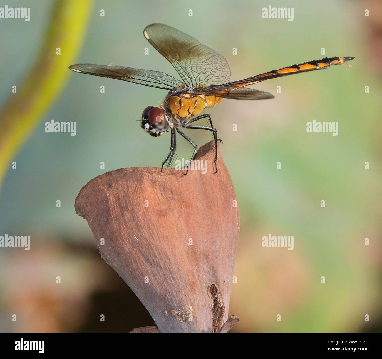 Four-spotted Pennant (Brachymesia gravida) Insecta Stock Photo - Alamy