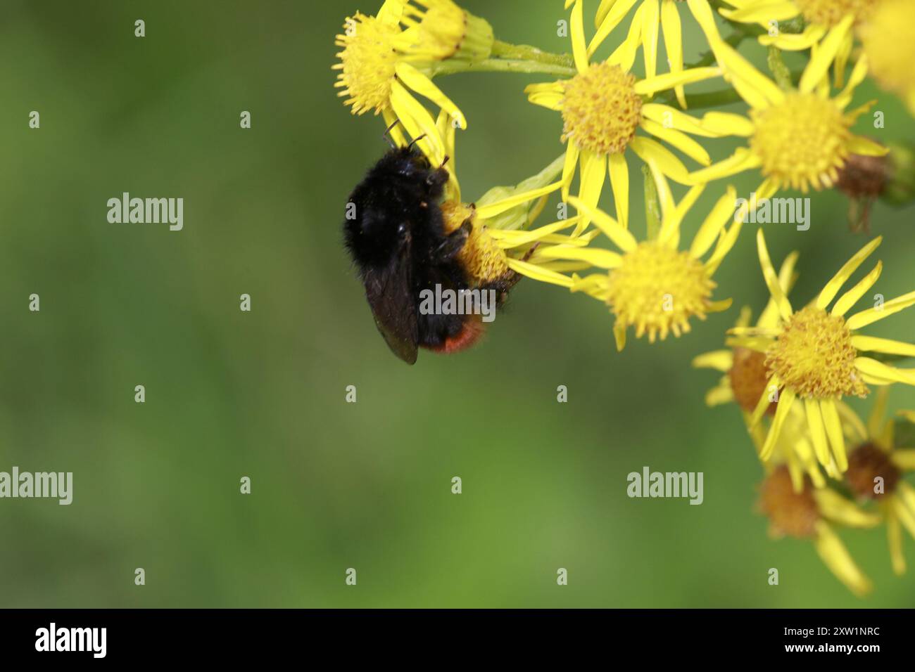 Red-tailed Bumble Bee (Bombus lapidarius) Insecta Stock Photo - Alamy