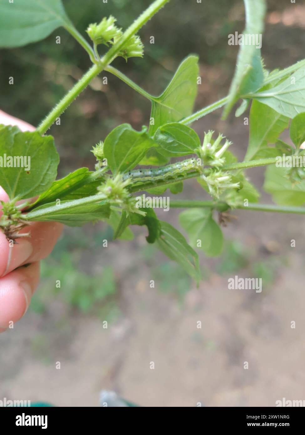 Tobacco Budworm Moth (Chloridea virescens) Insecta Stock Photo - Alamy