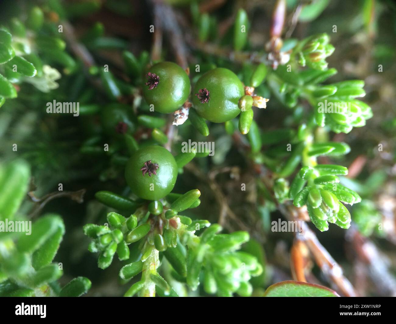 Purple Crowberry (Empetrum atropurpureum) Plantae Stock Photo - Alamy