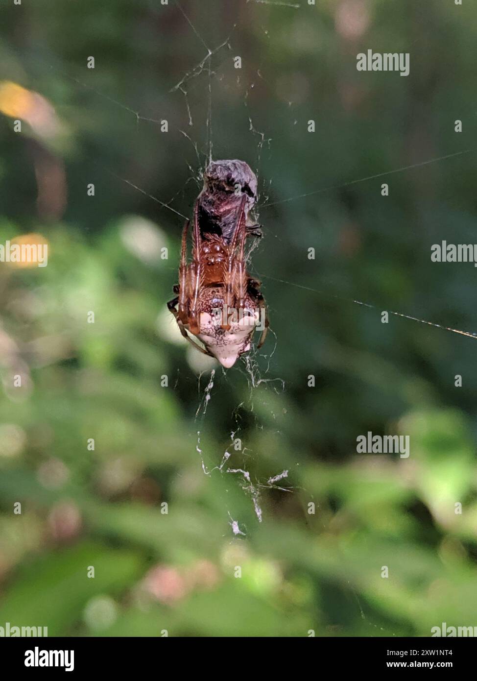 Arrowhead Orbweaver (Verrucosa arenata) Arachnida Stock Photo - Alamy