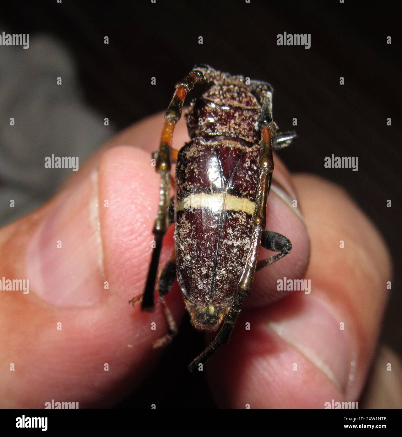 (Trachyderes succinctus) Insecta Stock Photo - Alamy