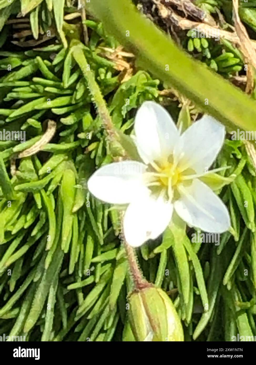 Sandwort (Minuartia) Plantae Stock Photo - Alamy