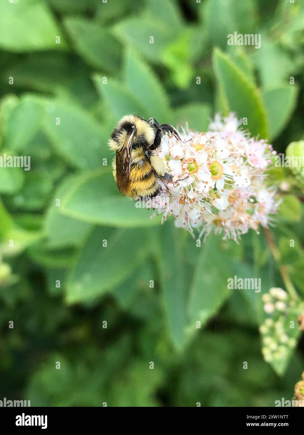 Tricolored Bumble Bee (Bombus ternarius) Insecta Stock Photo - Alamy