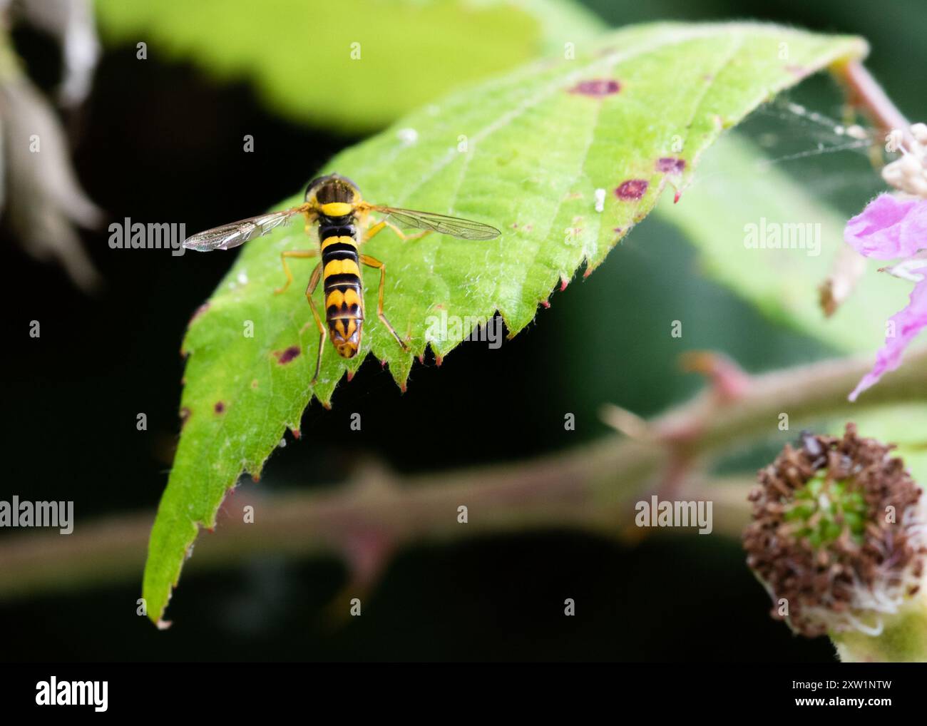 Common Globetail (Sphaerophoria scripta) Insecta Stock Photo - Alamy