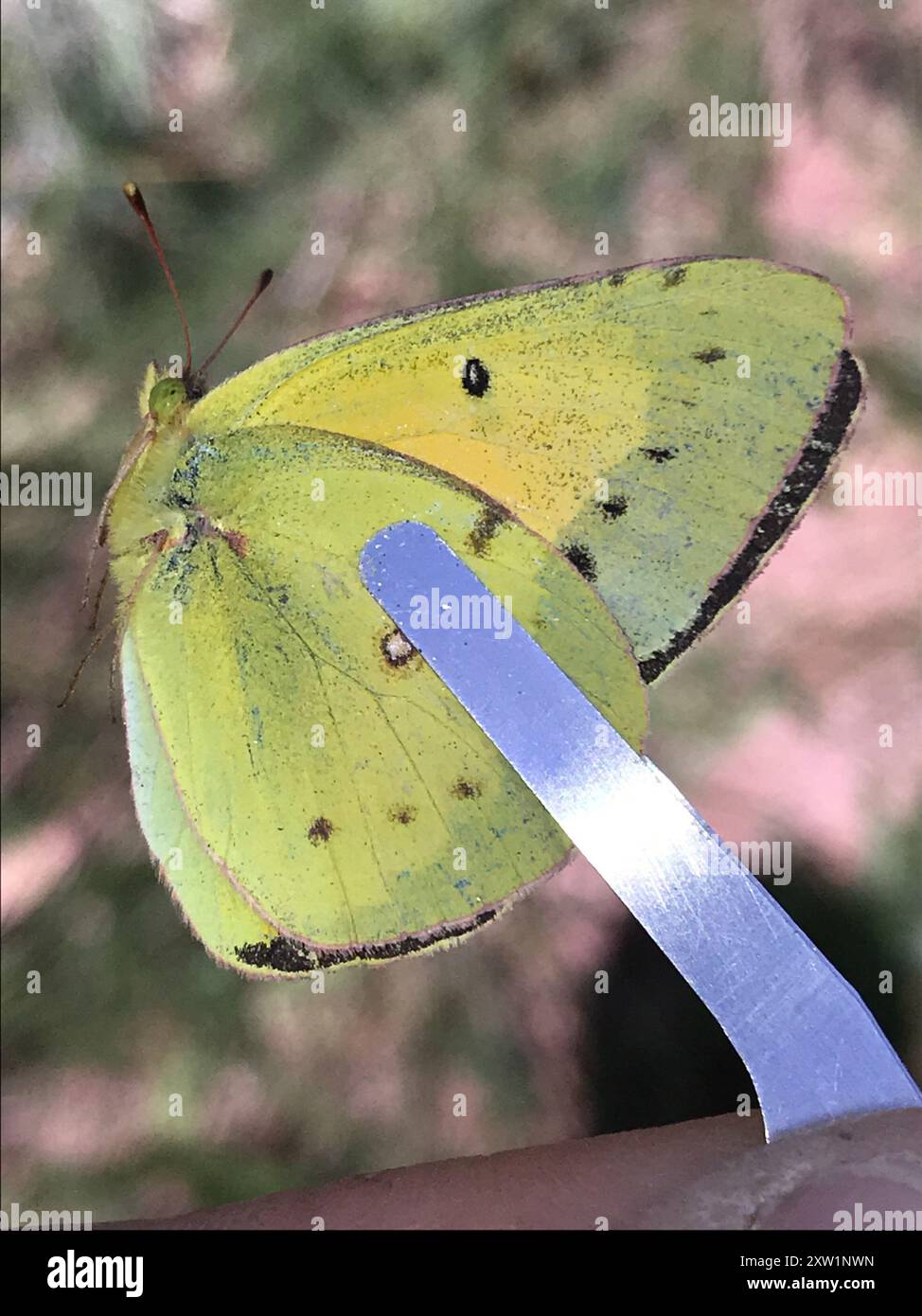 Orange Sulphur (Colias eurytheme) Insecta Stock Photo - Alamy