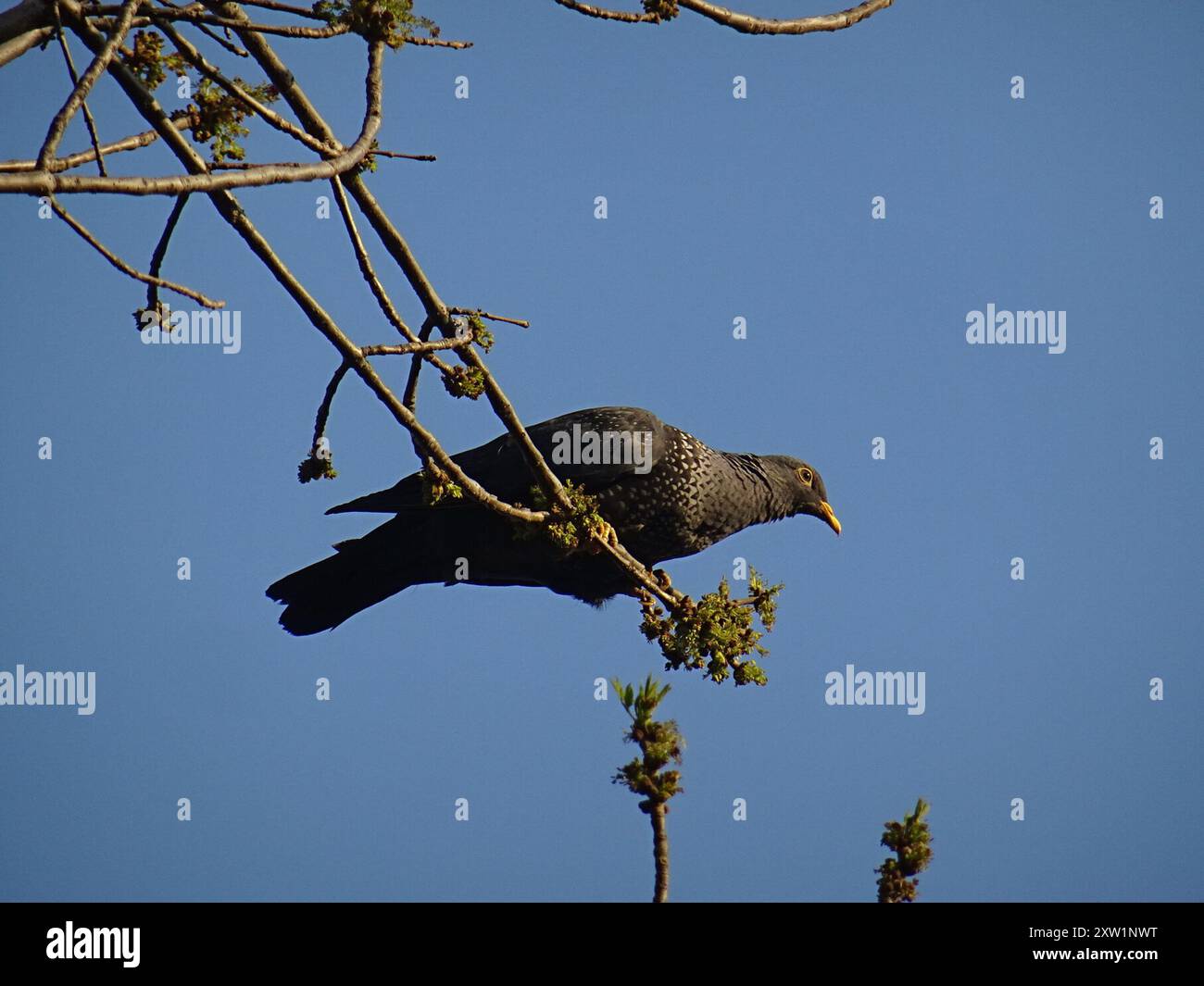 Rameron Pigeon (Columba arquatrix) Aves Stock Photo - Alamy