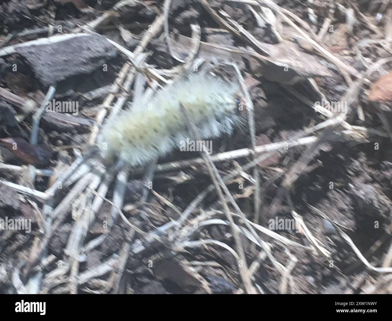 Sycamore Tussock Moth (Halysidota harrisii) Insecta Stock Photo - Alamy