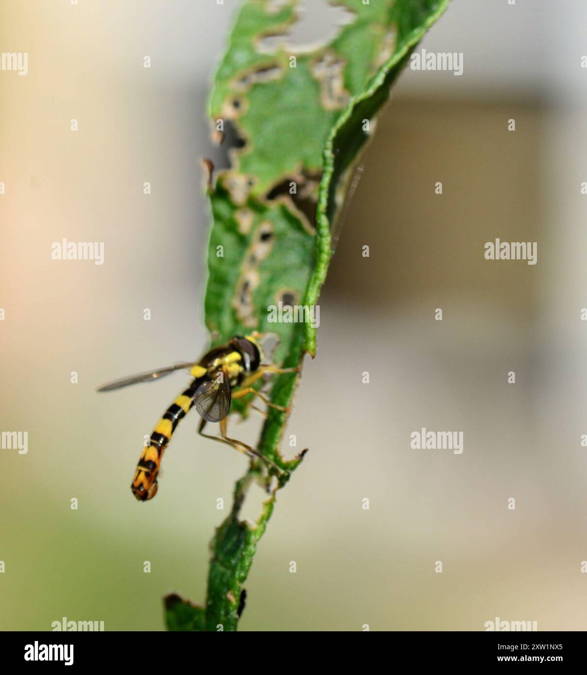 Common Globetail (Sphaerophoria scripta) Insecta Stock Photo - Alamy