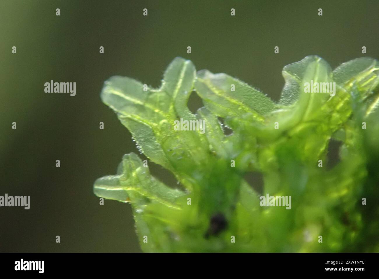 Rock Veilwort (Metzgeria conjugata) Plantae Stock Photo - Alamy