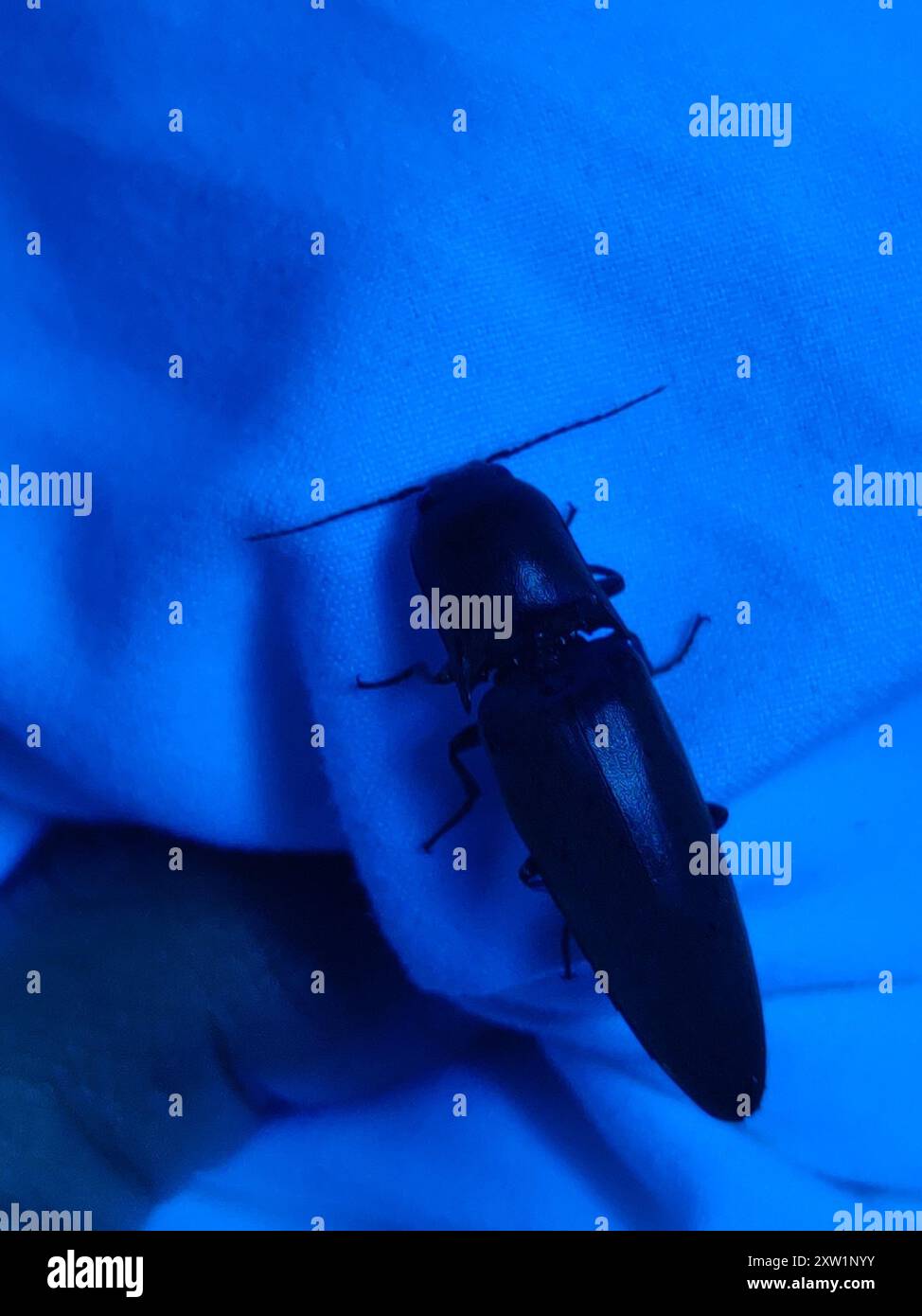 (Orthostethus infuscatus) Insecta Stock Photo - Alamy