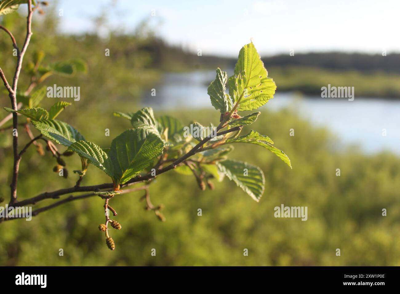 swamp alder (Alnus incana rugosa) Plantae Stock Photo - Alamy
