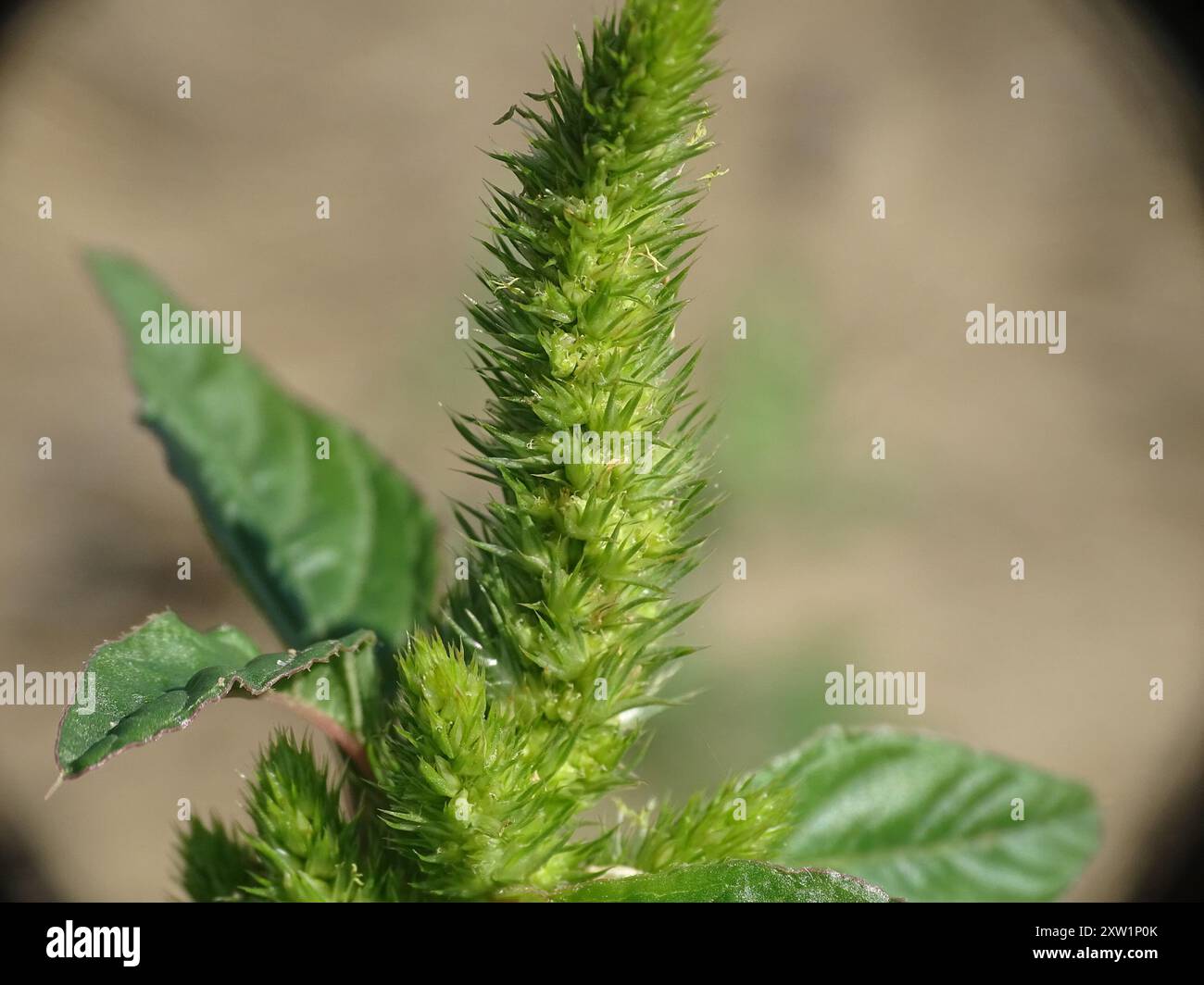 Redroot Amaranth (Amaranthus retroflexus) Plantae Stock Photo - Alamy