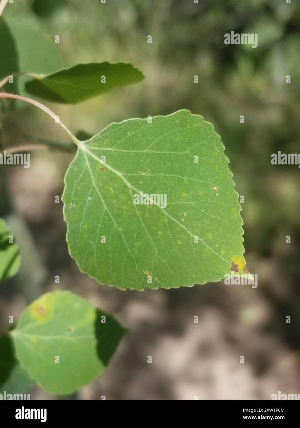 trembling aspen (Populus tremuloides) Plantae Stock Photo - Alamy