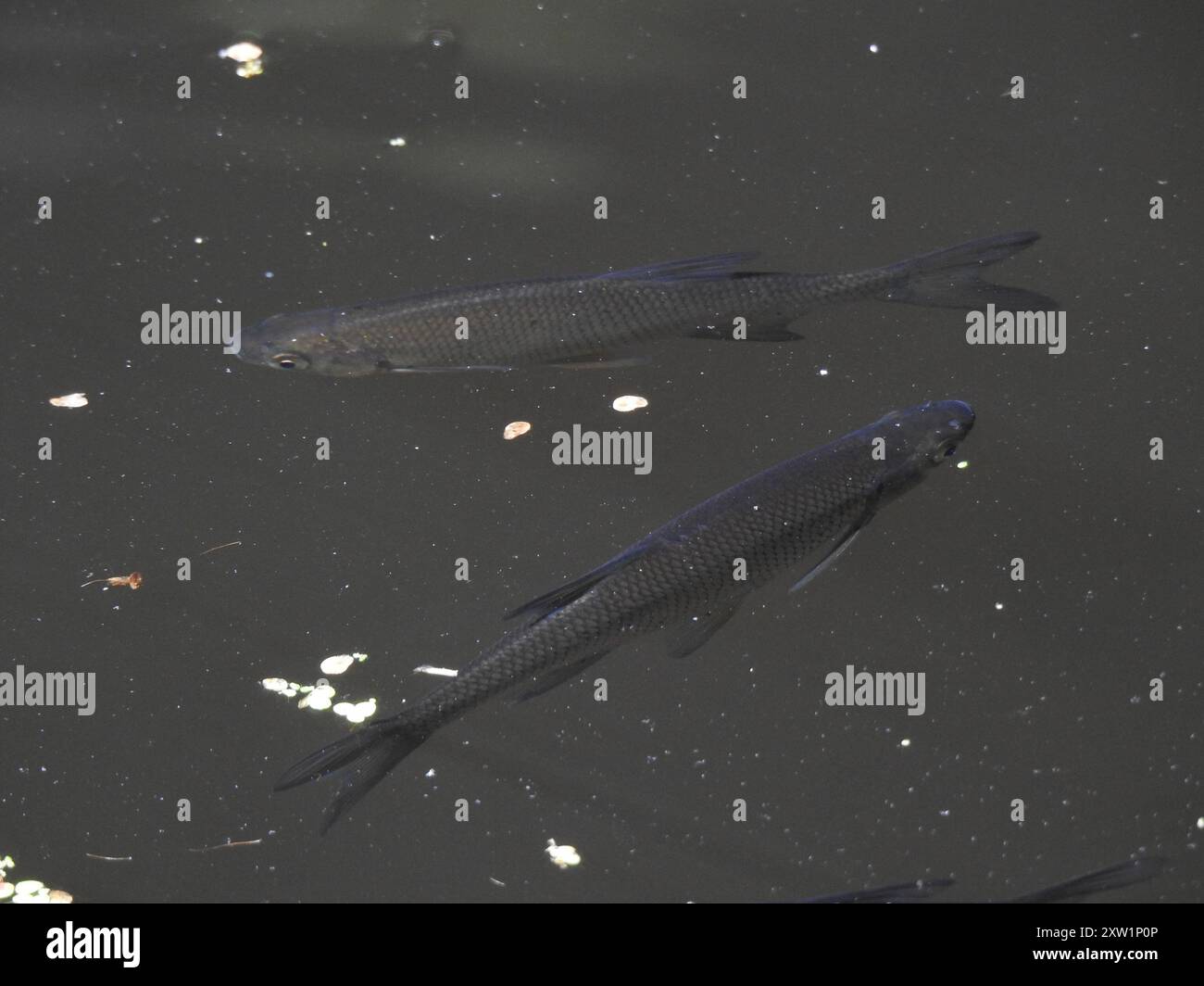 Golden Shiner (Notemigonus crysoleucas) Actinopterygii Stock Photo - Alamy