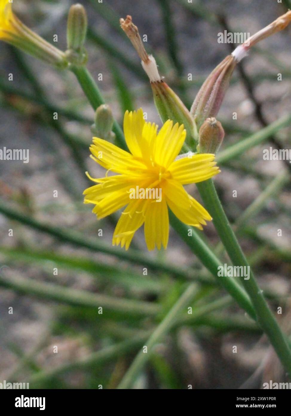 Rush Skeletonweed (Chondrilla juncea) Plantae Stock Photo - Alamy