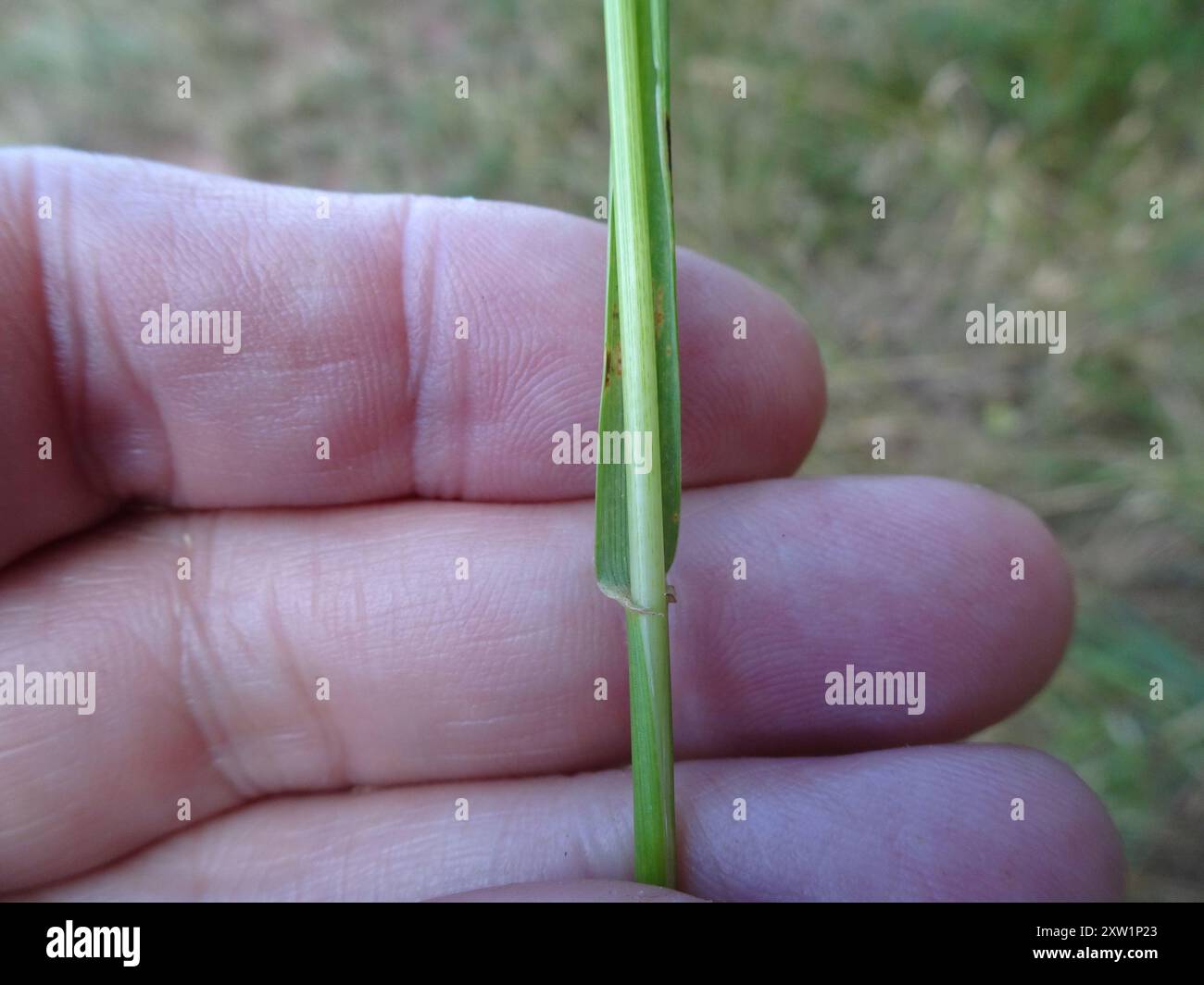 grasses (Poaceae) Plantae Stock Photo - Alamy