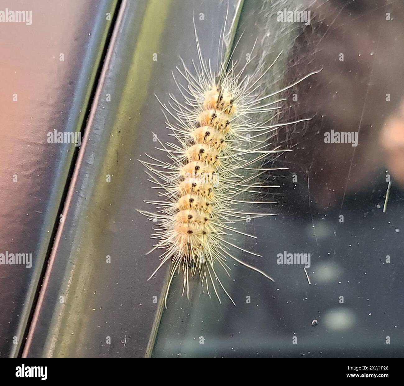 Fall Webworm Moth (Hyphantria cunea) Insecta Stock Photo - Alamy