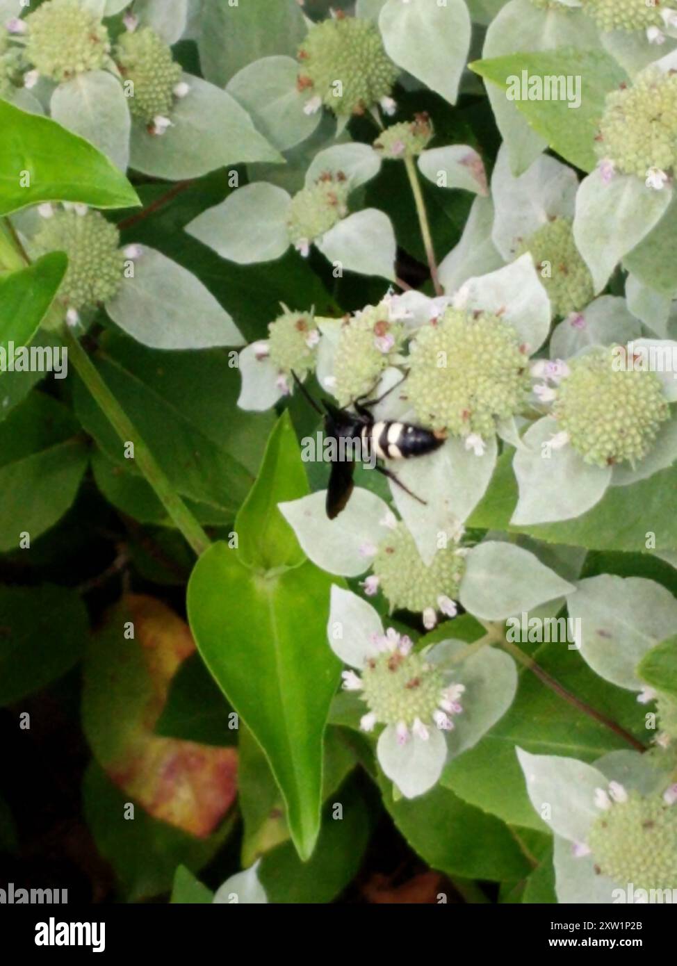 Double-banded Scoliid Wasp (Scolia bicincta) Insecta Stock Photo - Alamy