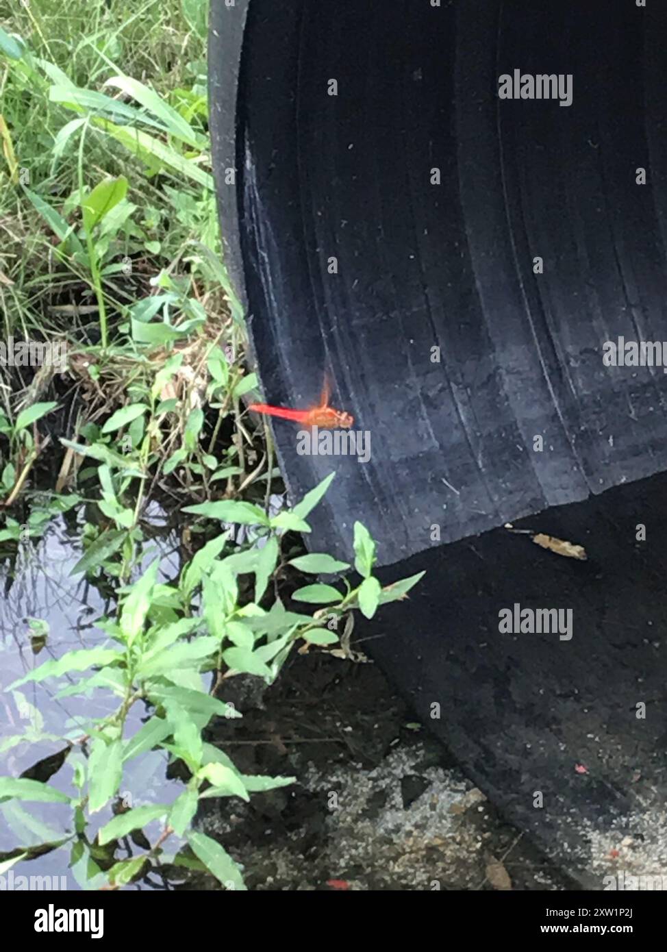 Neon Skimmer (Libellula croceipennis) Insecta Stock Photo - Alamy