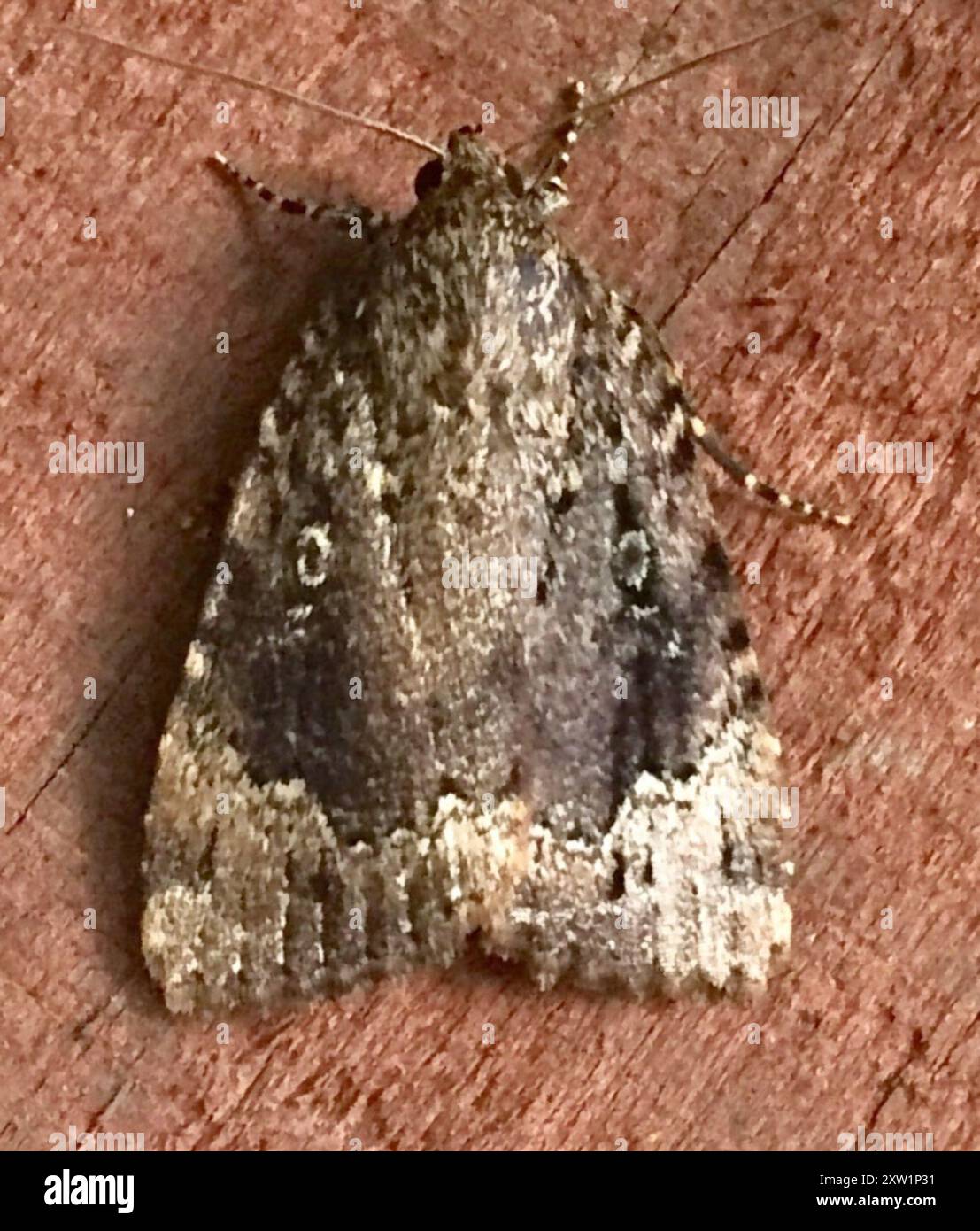 American Copper Underwing (Amphipyra pyramidoides) Insecta Stock Photo ...
