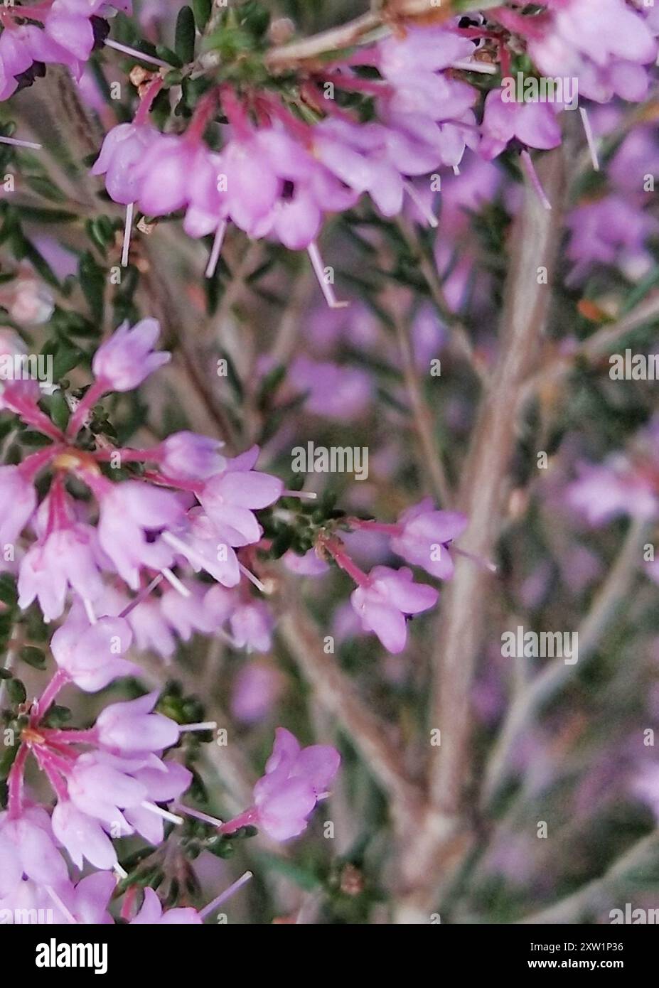 Hairy Grey Heather (Erica canaliculata) Plantae Stock Photo - Alamy