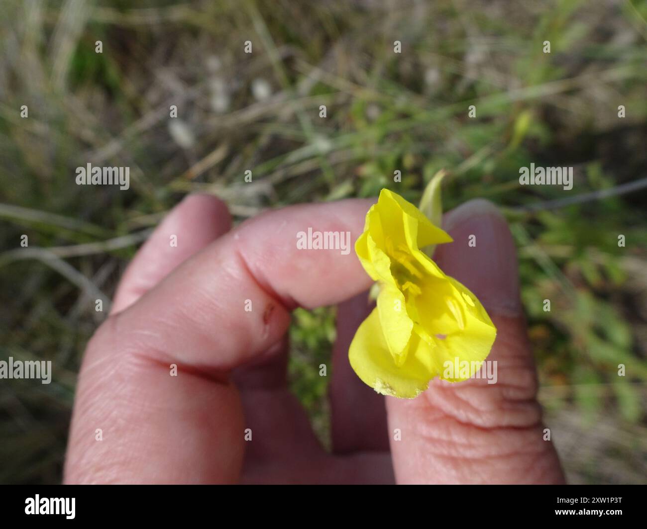 Welsh evening-primrose (Oenothera cambrica) Plantae Stock Photo - Alamy