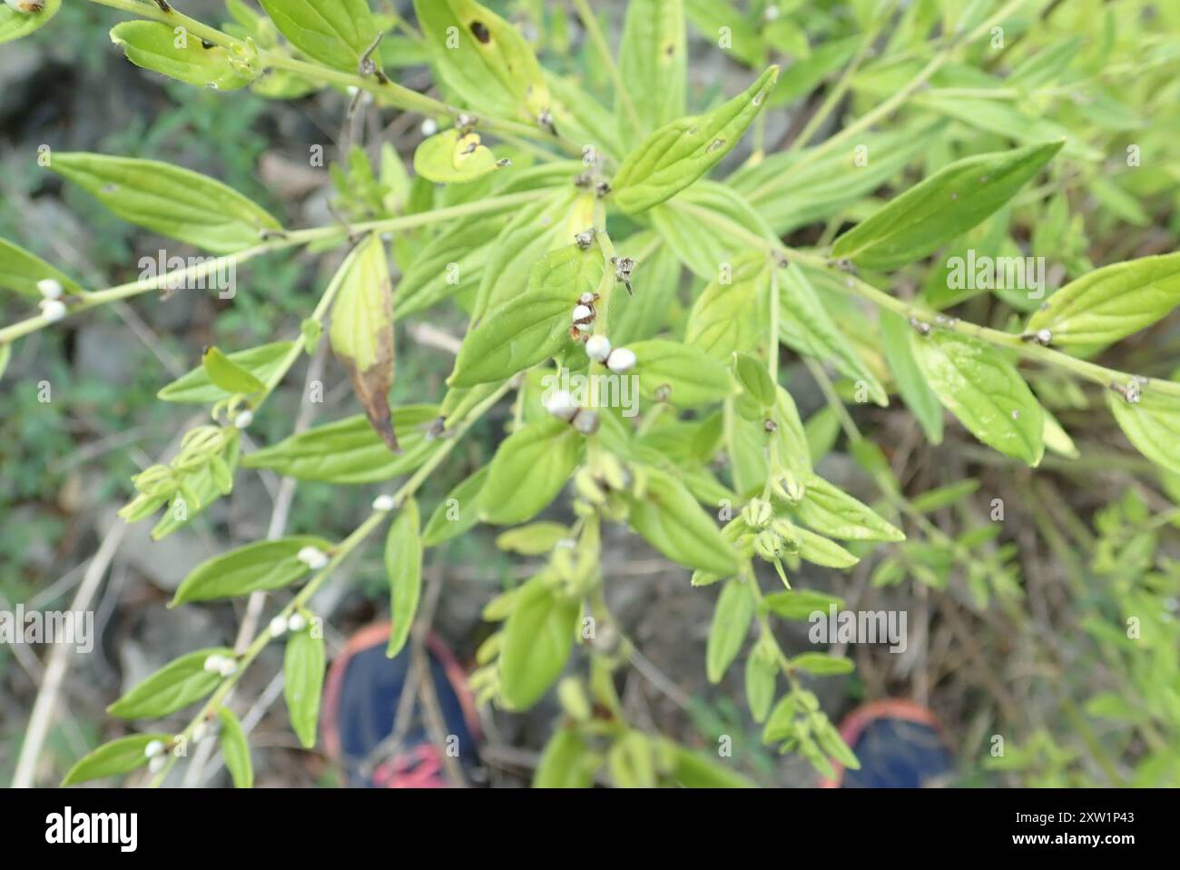 Common Gromwell (Lithospermum officinale) Plantae Stock Photo - Alamy