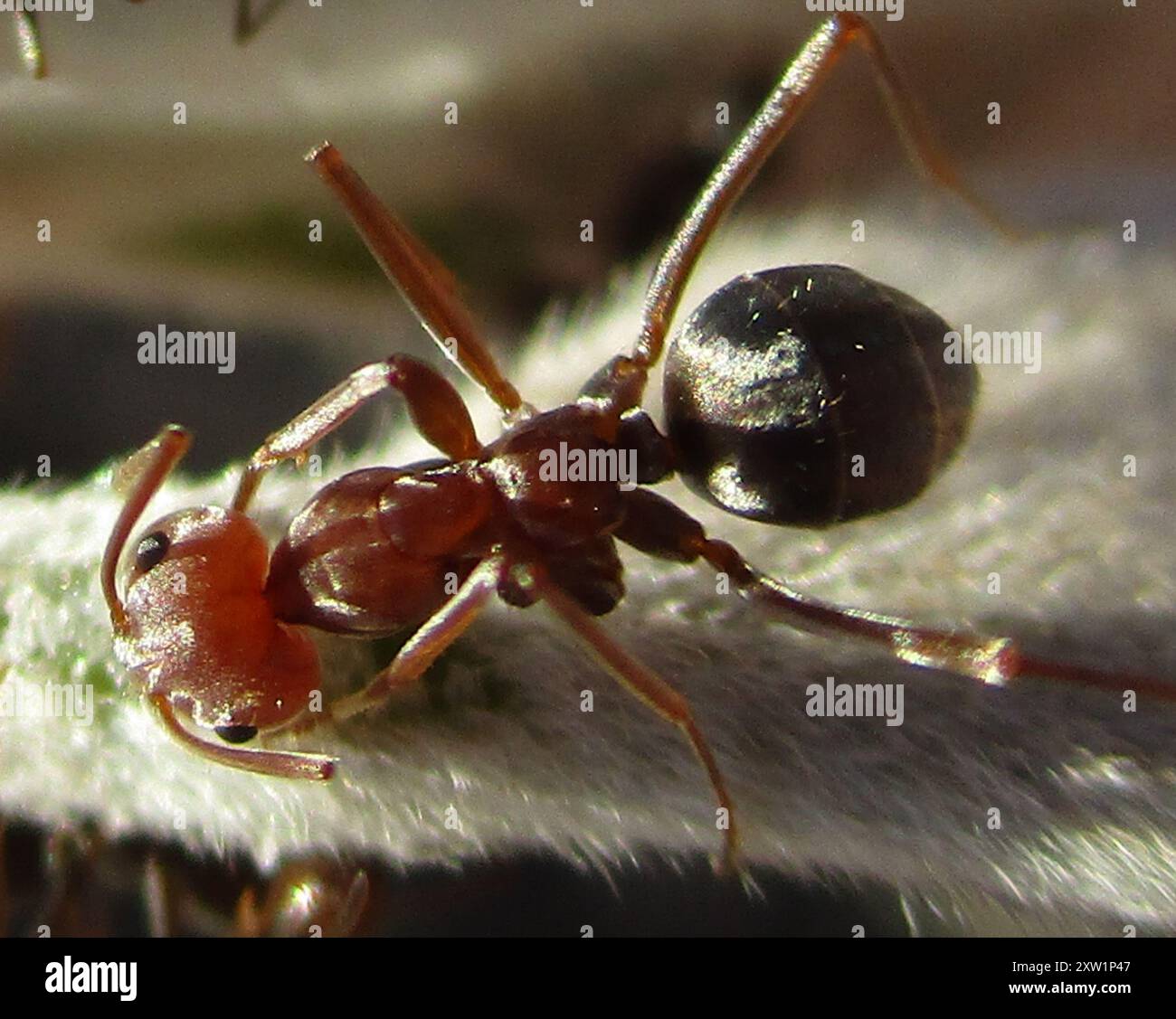 Large Pugnacious Ant (Anoplolepis custodiens) Insecta Stock Photo - Alamy