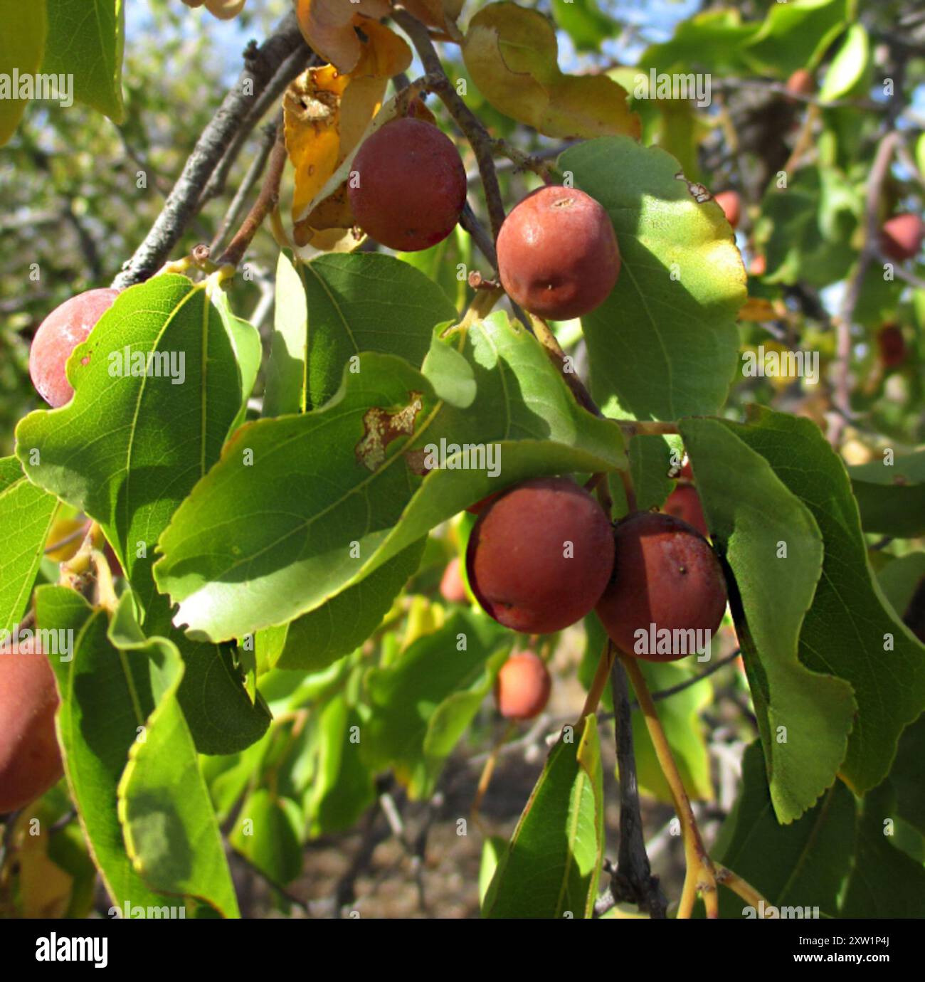 buffalo-thorn (Ziziphus mucronata) Plantae Stock Photo - Alamy