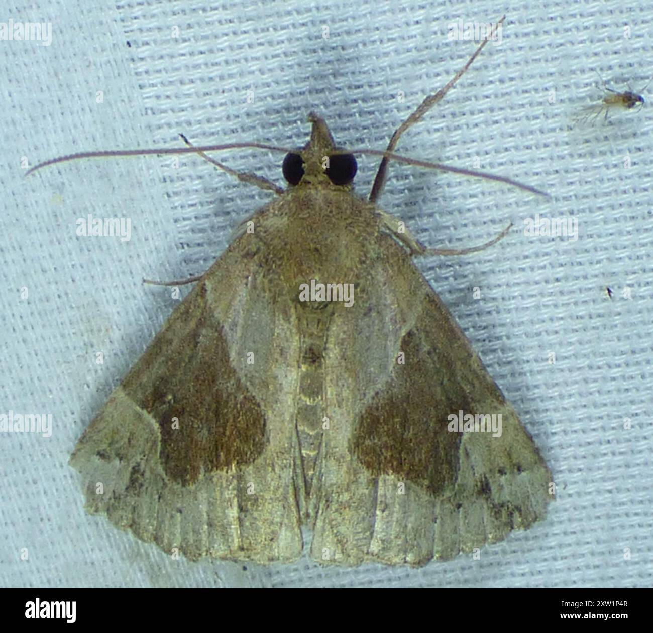 Flowing-lined Snout (Hypena manalis) Insecta Stock Photo - Alamy