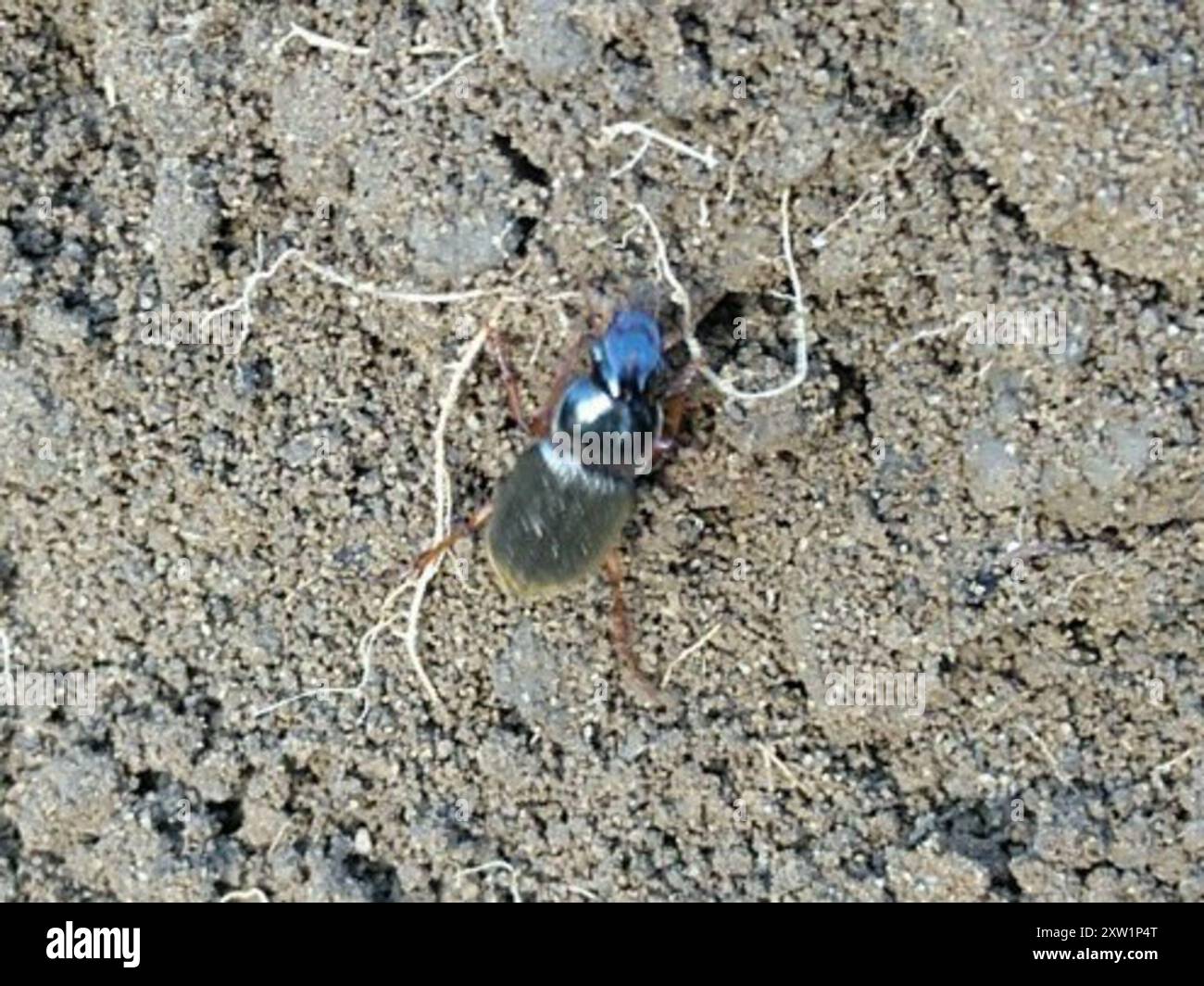 Strawberry Seed Beetle (Harpalus rufipes) Insecta Stock Photo - Alamy