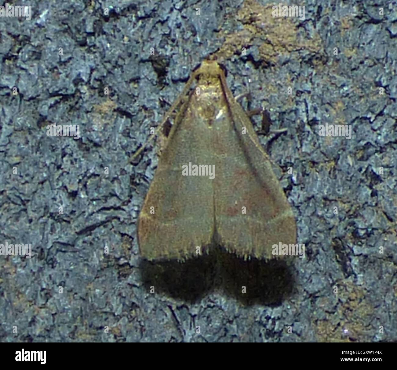 Olive Arta Moth (Arta olivalis) Insecta Stock Photo - Alamy