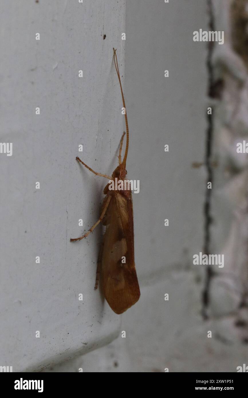 Diamond Northern Caddisfly (Limnephilus rhombicus) Insecta Stock Photo ...