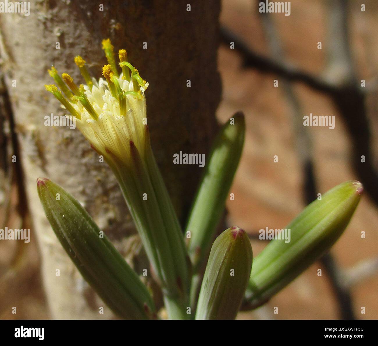 paintbrush flower (Kleinia longiflora) Plantae Stock Photo - Alamy