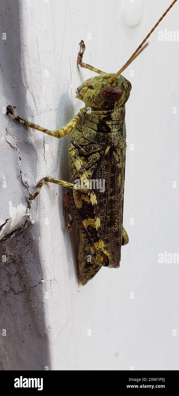 Pine tree Spur-throat Grasshopper (Melanoplus punctulatus) Insecta ...