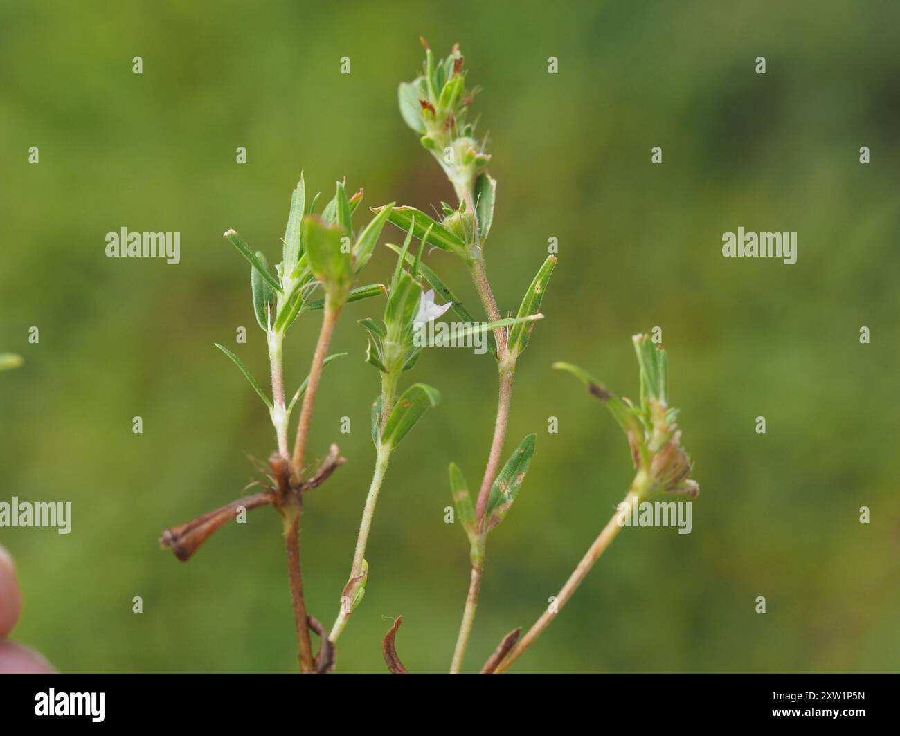 rough buttonweed (Hexasepalum teres) Plantae Stock Photo - Alamy