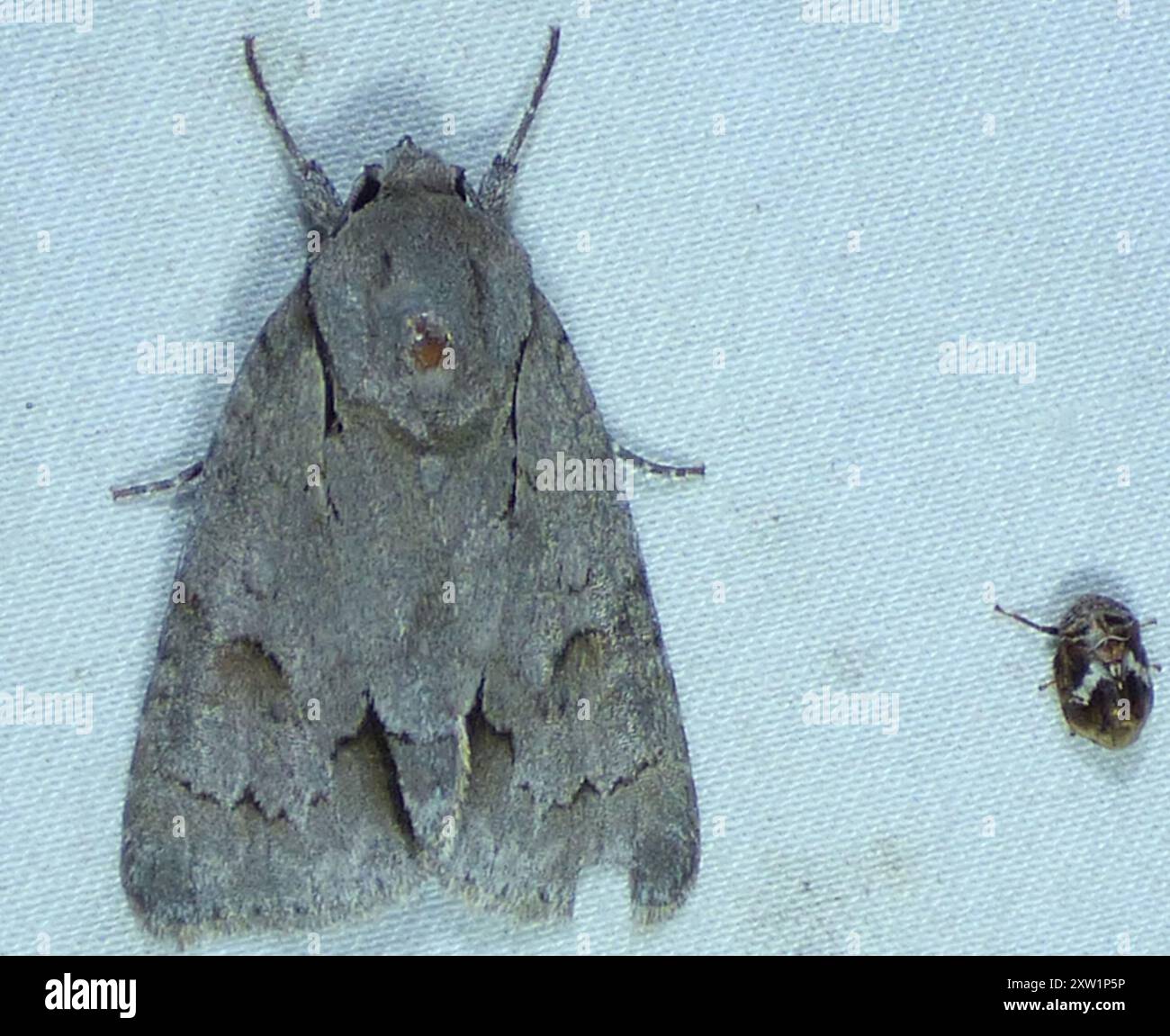 Interrupted Dagger (Acronicta interrupta) Insecta Stock Photo - Alamy