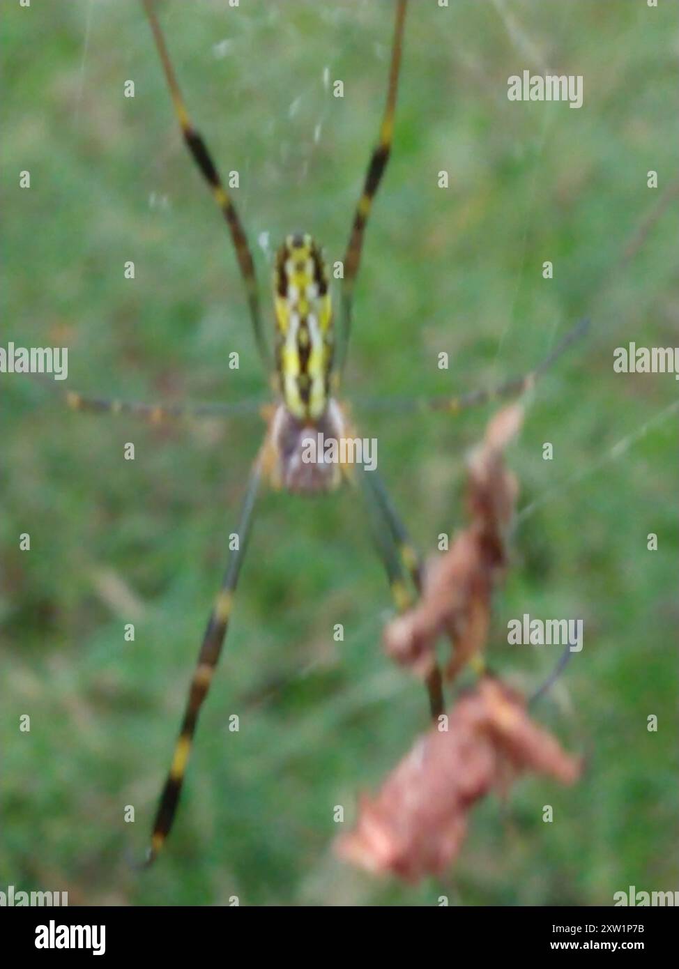 Joro Spider (Trichonephila clavata) Arachnida Stock Photo - Alamy
