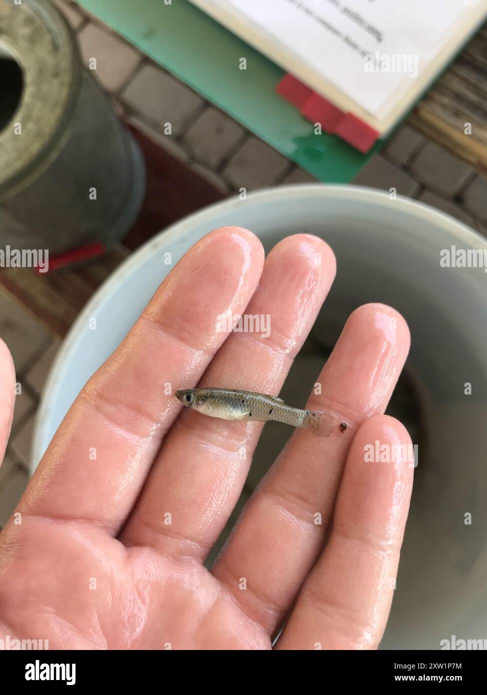 Western Mosquitofish (Gambusia affinis) Actinopterygii Stock Photo - Alamy