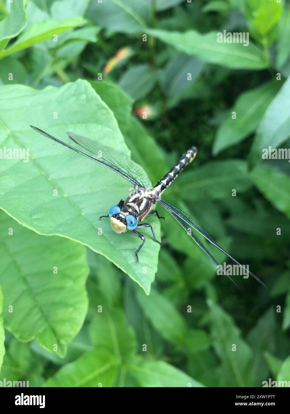 Olive Clubtail (Stylurus olivaceus) Insecta Stock Photo - Alamy