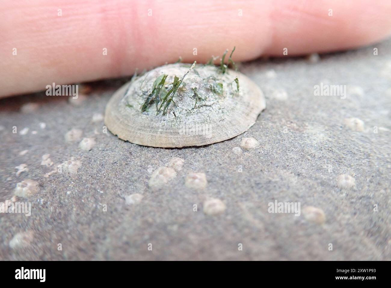 Plate Limpet (Lottia scutum) Mollusca Stock Photo - Alamy