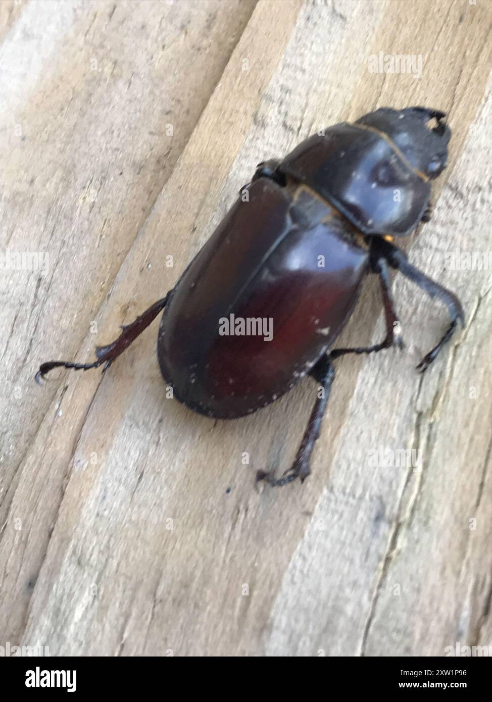 Giant Stag Beetle (Lucanus elaphus) Insecta Stock Photo - Alamy