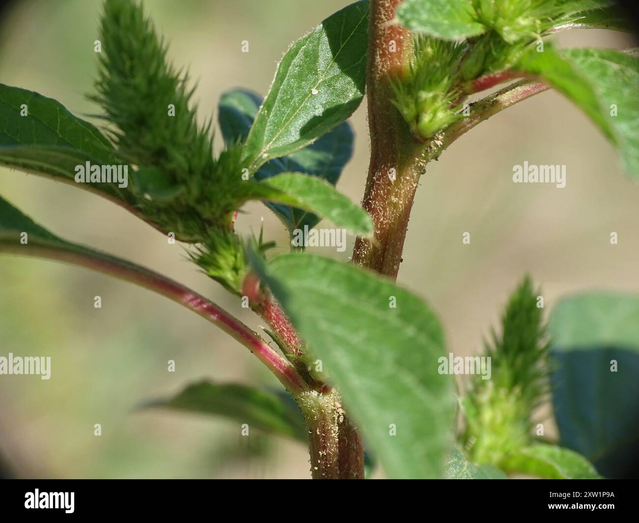 Redroot Amaranth (Amaranthus retroflexus) Plantae Stock Photo - Alamy