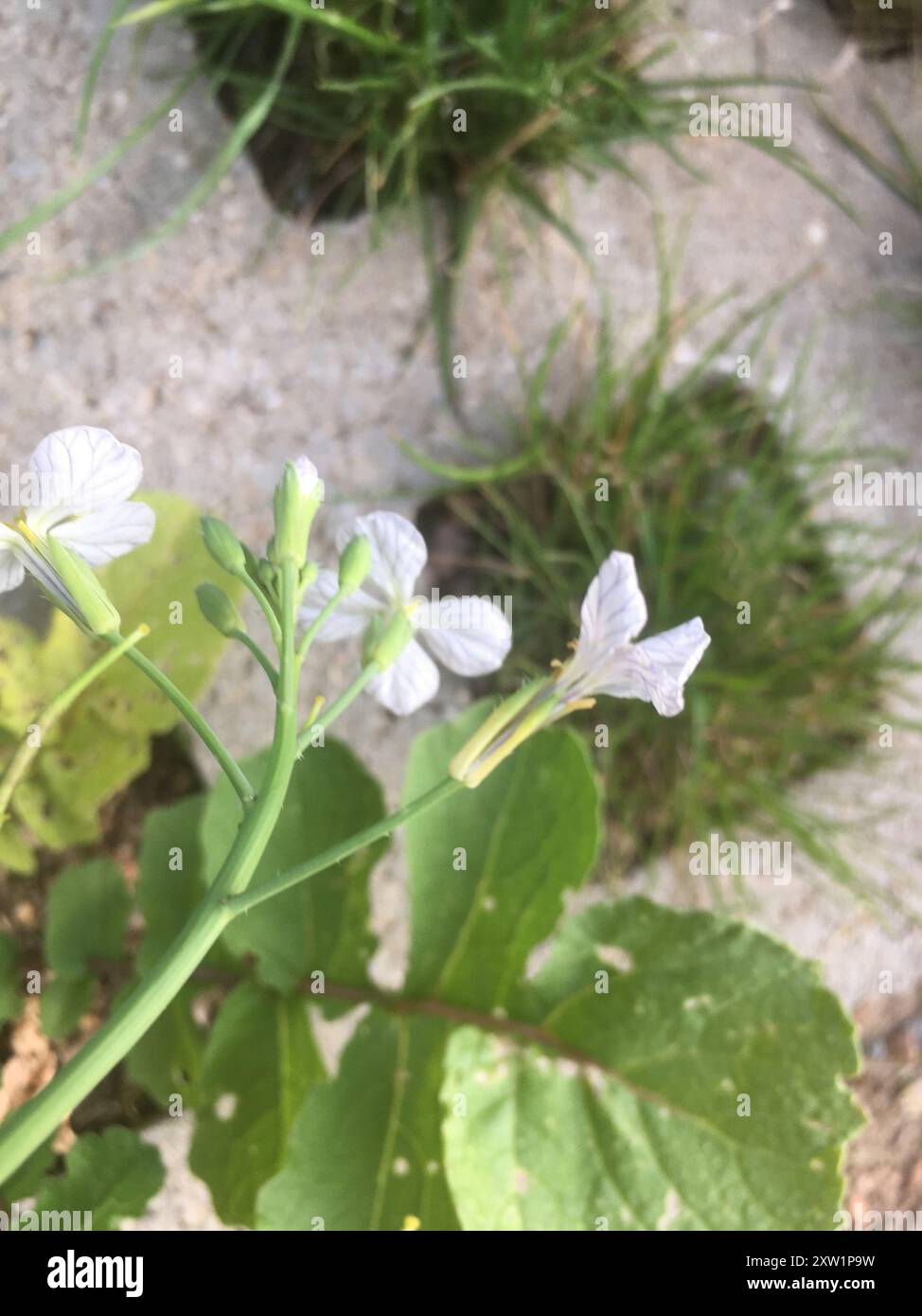 Jointed Charlock (Raphanus raphanistrum) Plantae Stock Photo - Alamy