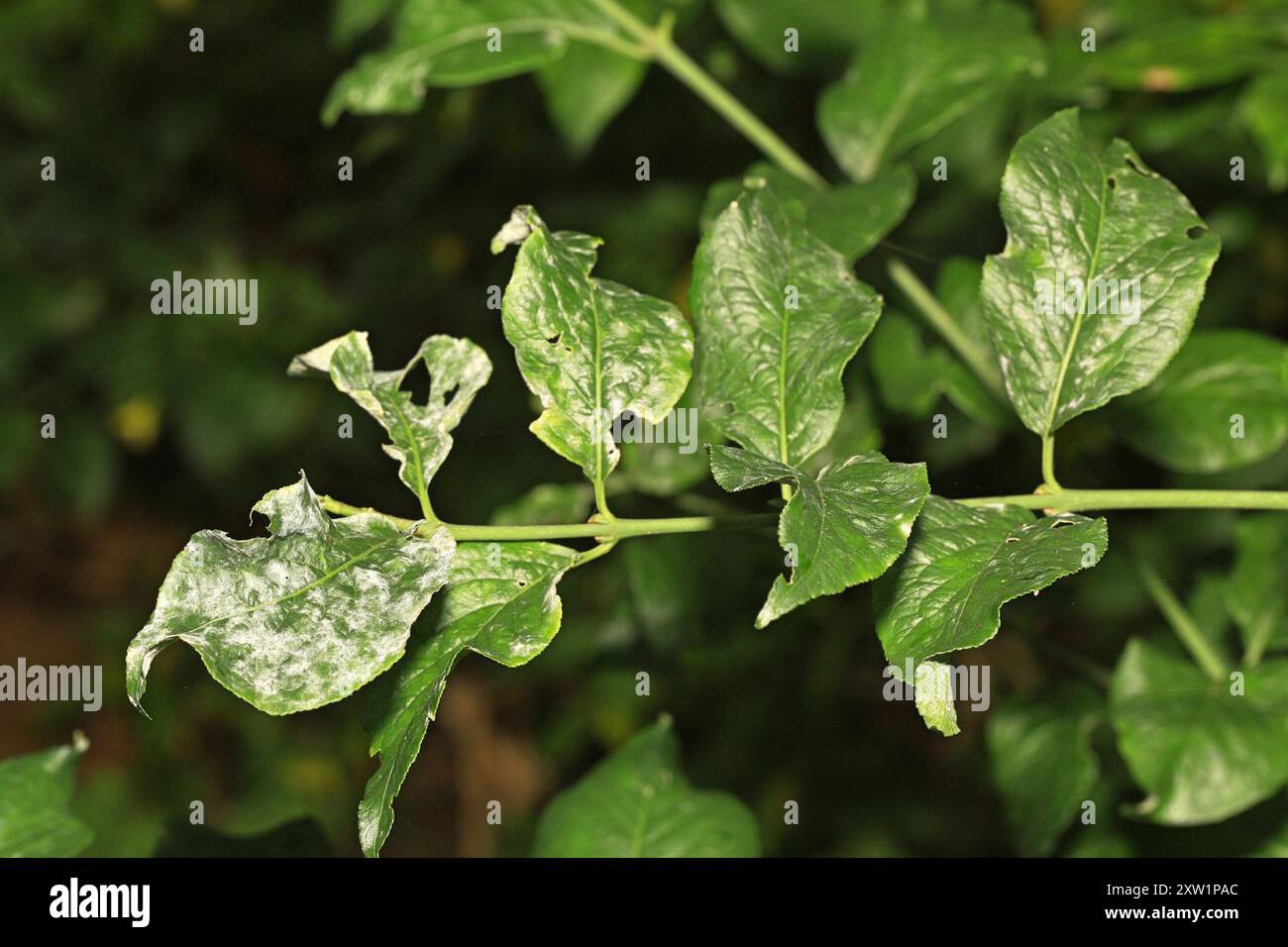 Erysiphe euonymicola hi-res stock photography and images - Alamy
